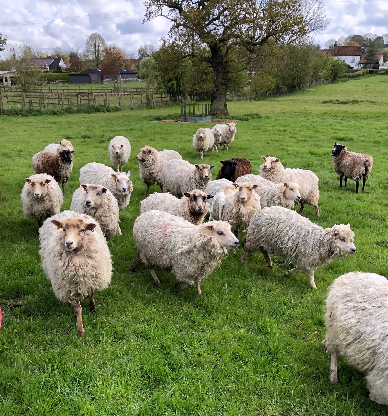 For Sale Shearling Ewes | Shetland Sheep Society