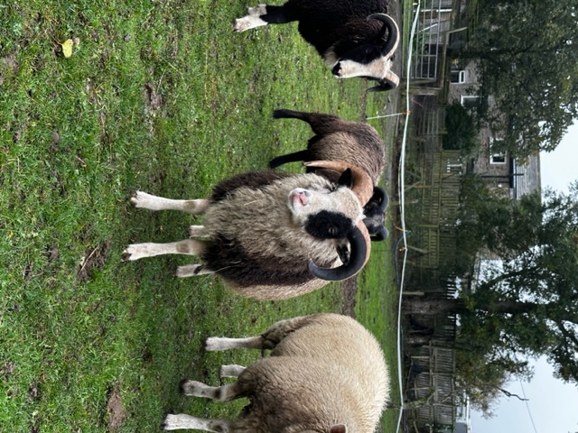 Tup lambs and ewe lambs 2022 | Shetland Sheep Society