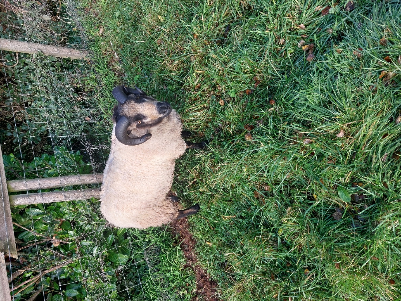 APPROVED SHEARLING RAM FOR SALE | Shetland Sheep Society