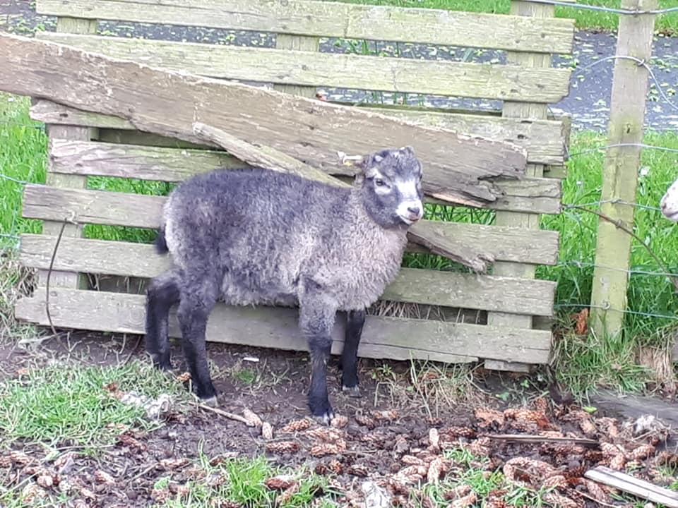 Tup Lambs Available at Weaning | Shetland Sheep Society
