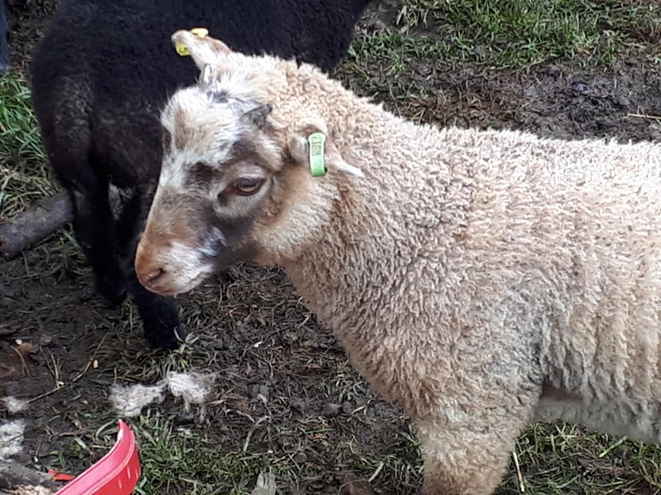 Tup Lambs Available at Weaning | Shetland Sheep Society