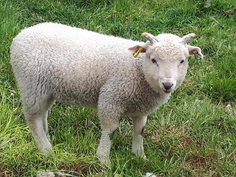 Tup Lambs Available at Weaning | Shetland Sheep Society