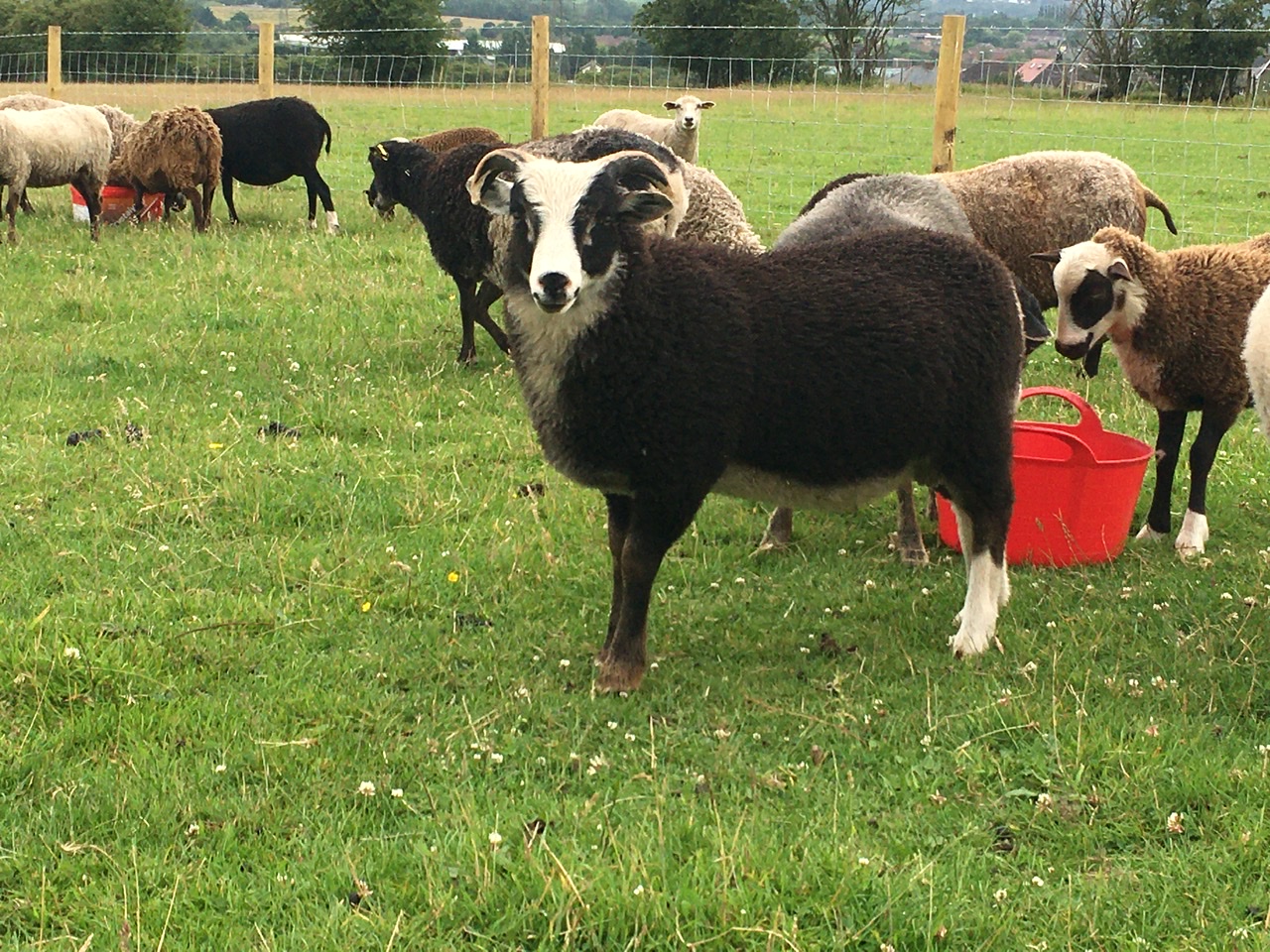 Ram Lambs for sale | Shetland Sheep Society