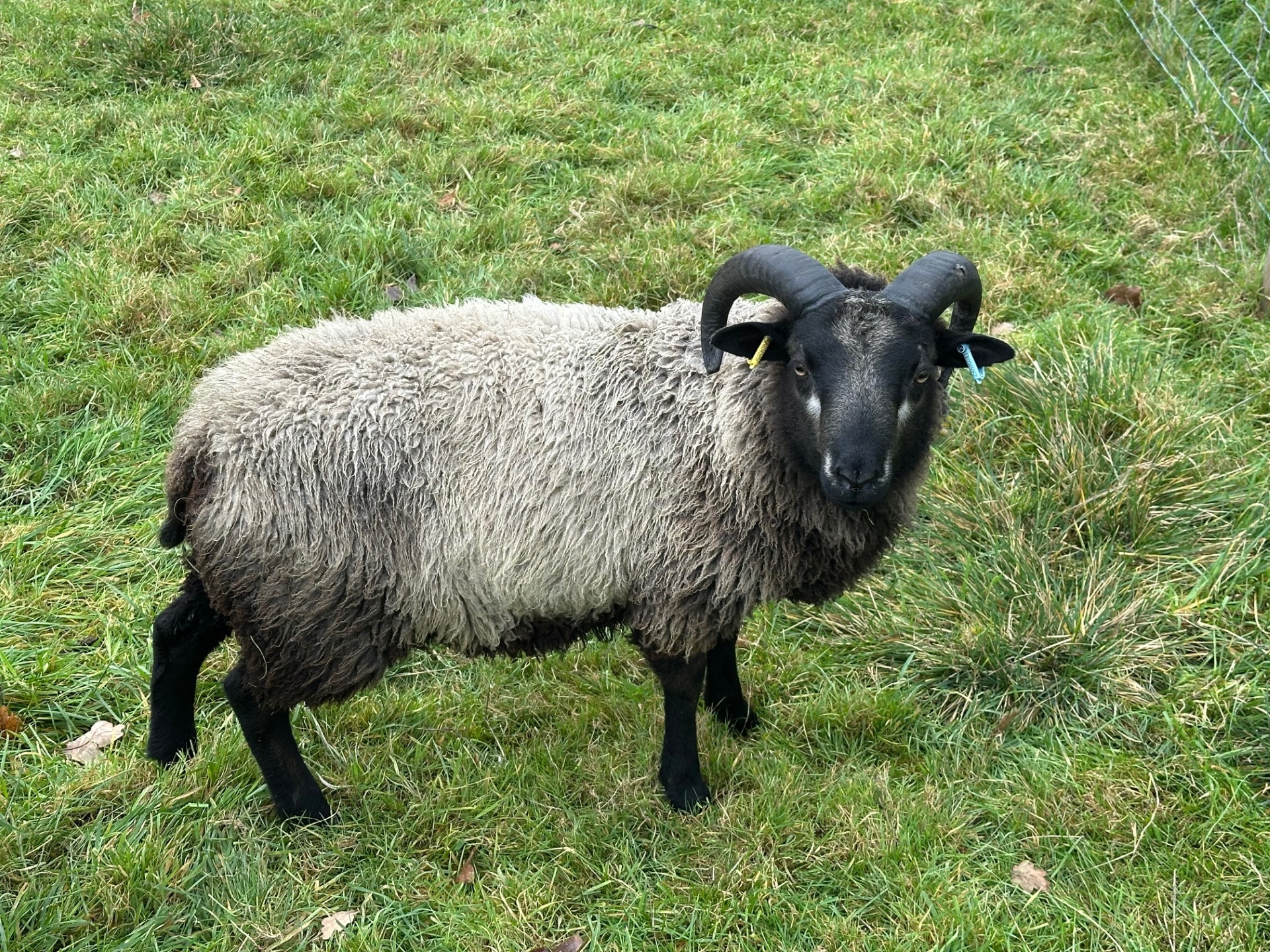 6 Ram Lambs for sale From Seaxpenne Flock | Shetland Sheep Society