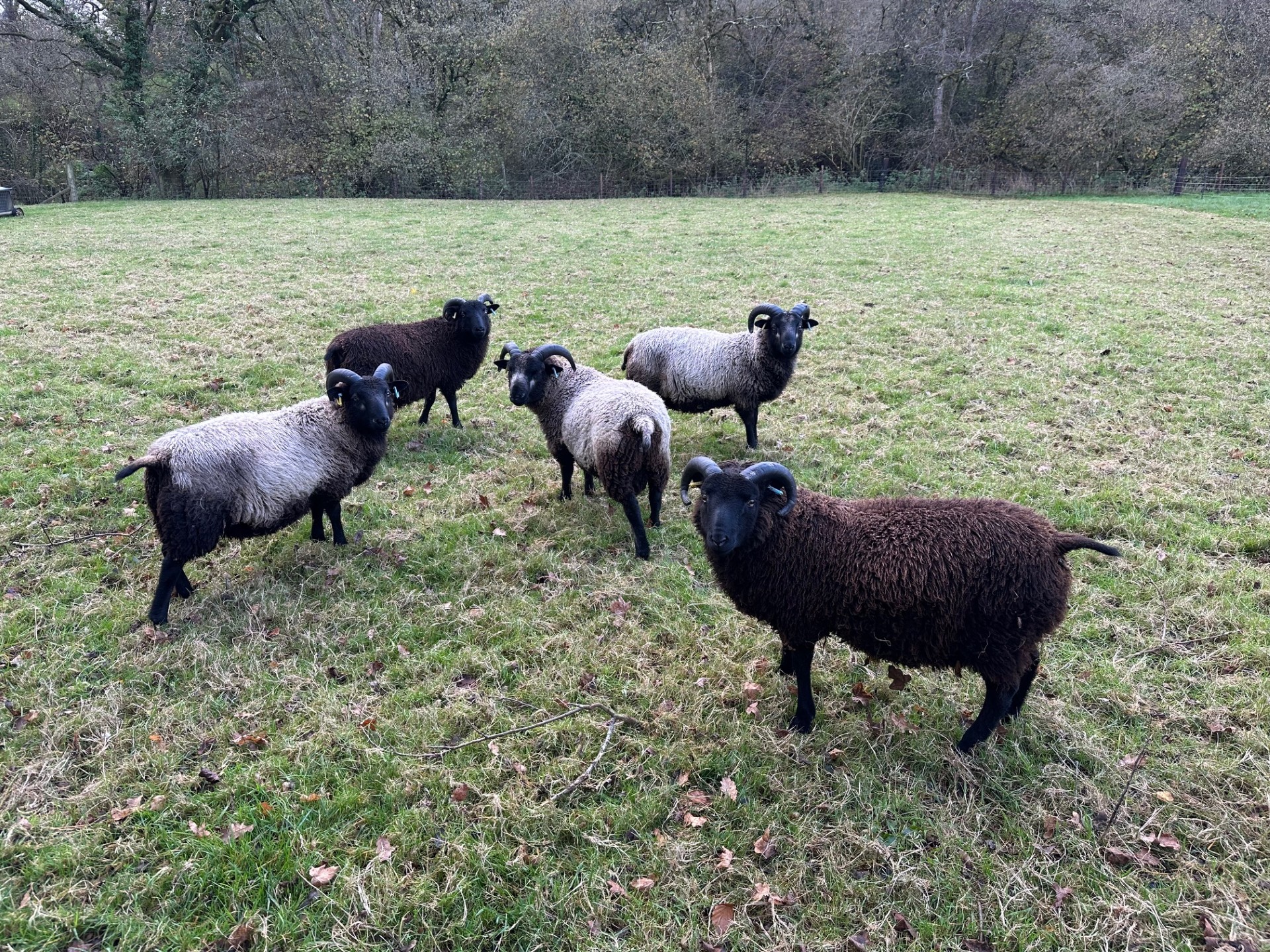 6 Ram Lambs for sale From Seaxpenne Flock | Shetland Sheep Society
