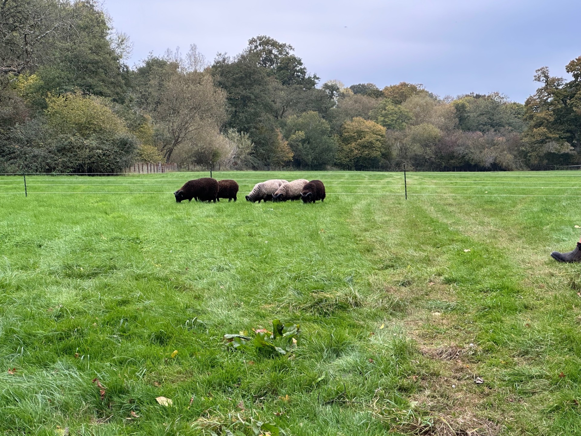 6 Ram Lambs for sale From Seaxpenne Flock | Shetland Sheep Society