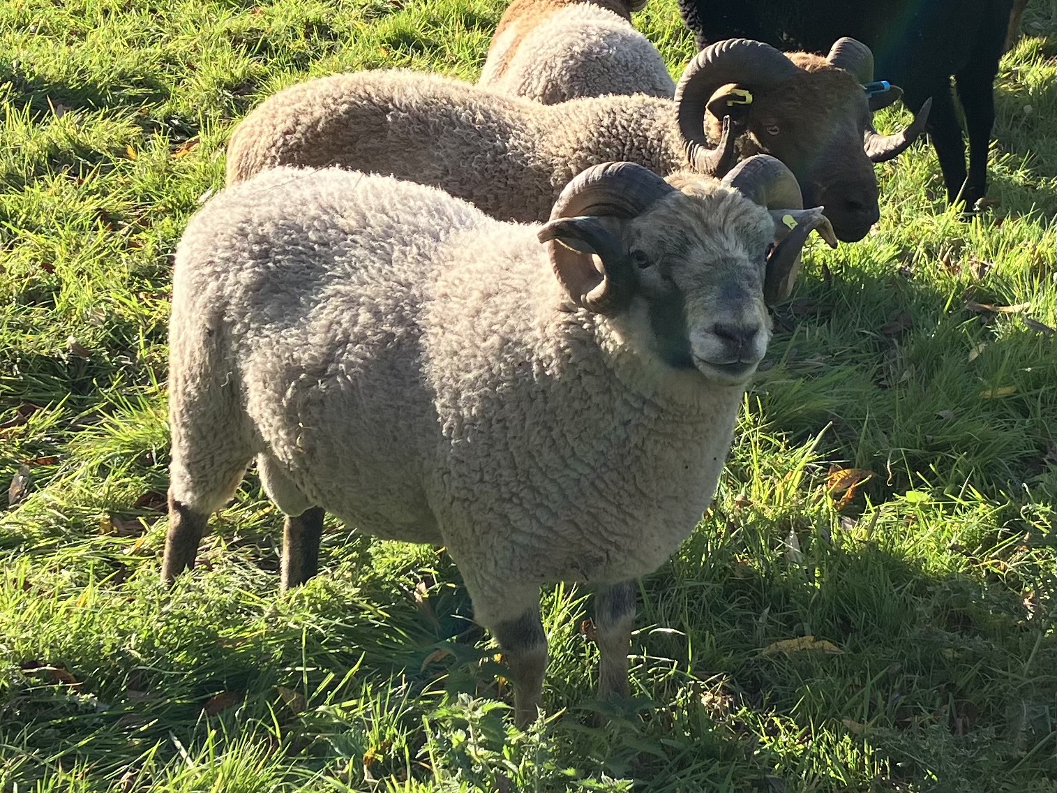 Garronbrook Shetlands For Sale | Shetland Sheep Society