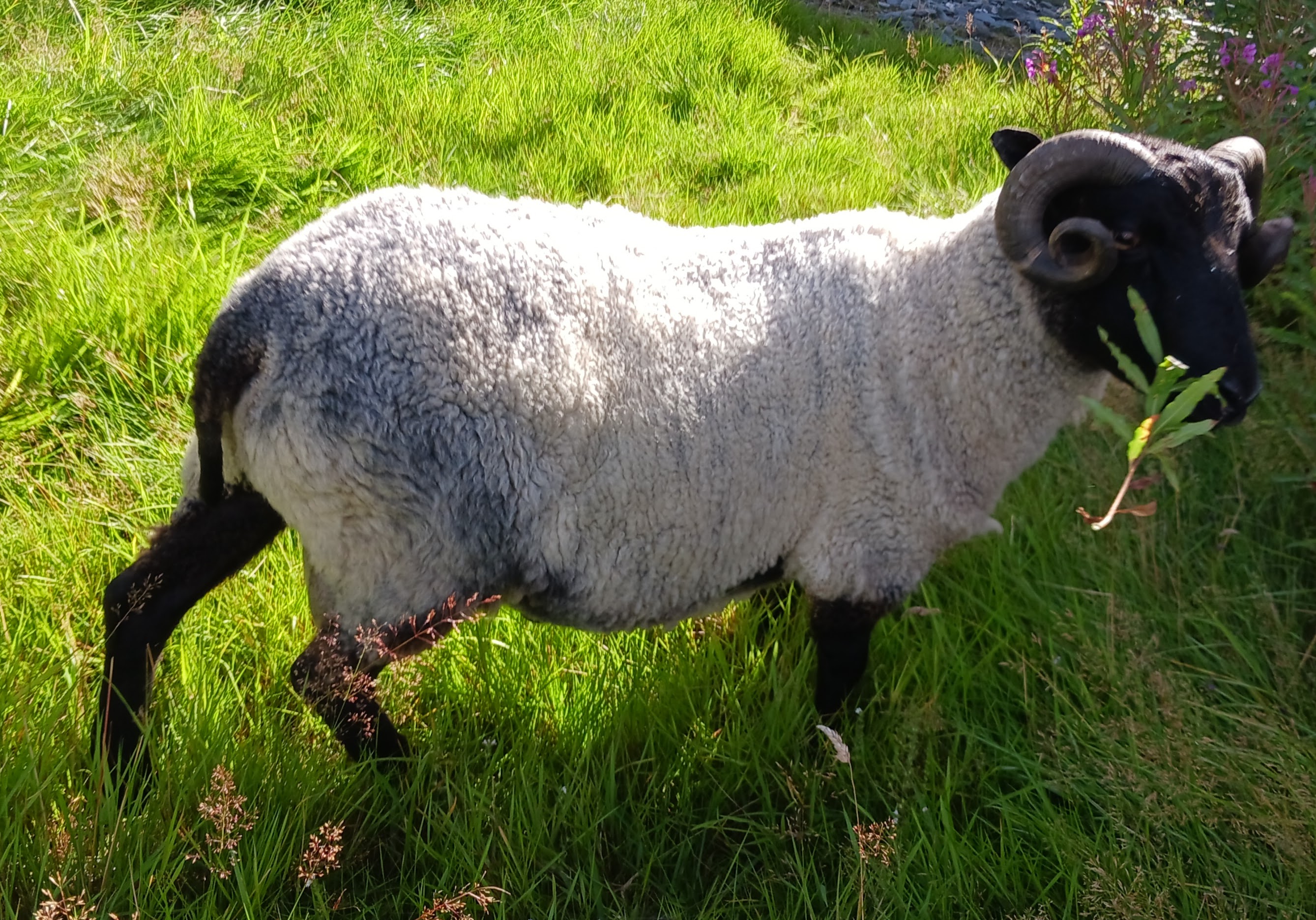 Gimmers and shearling tup for sale | Shetland Sheep Society