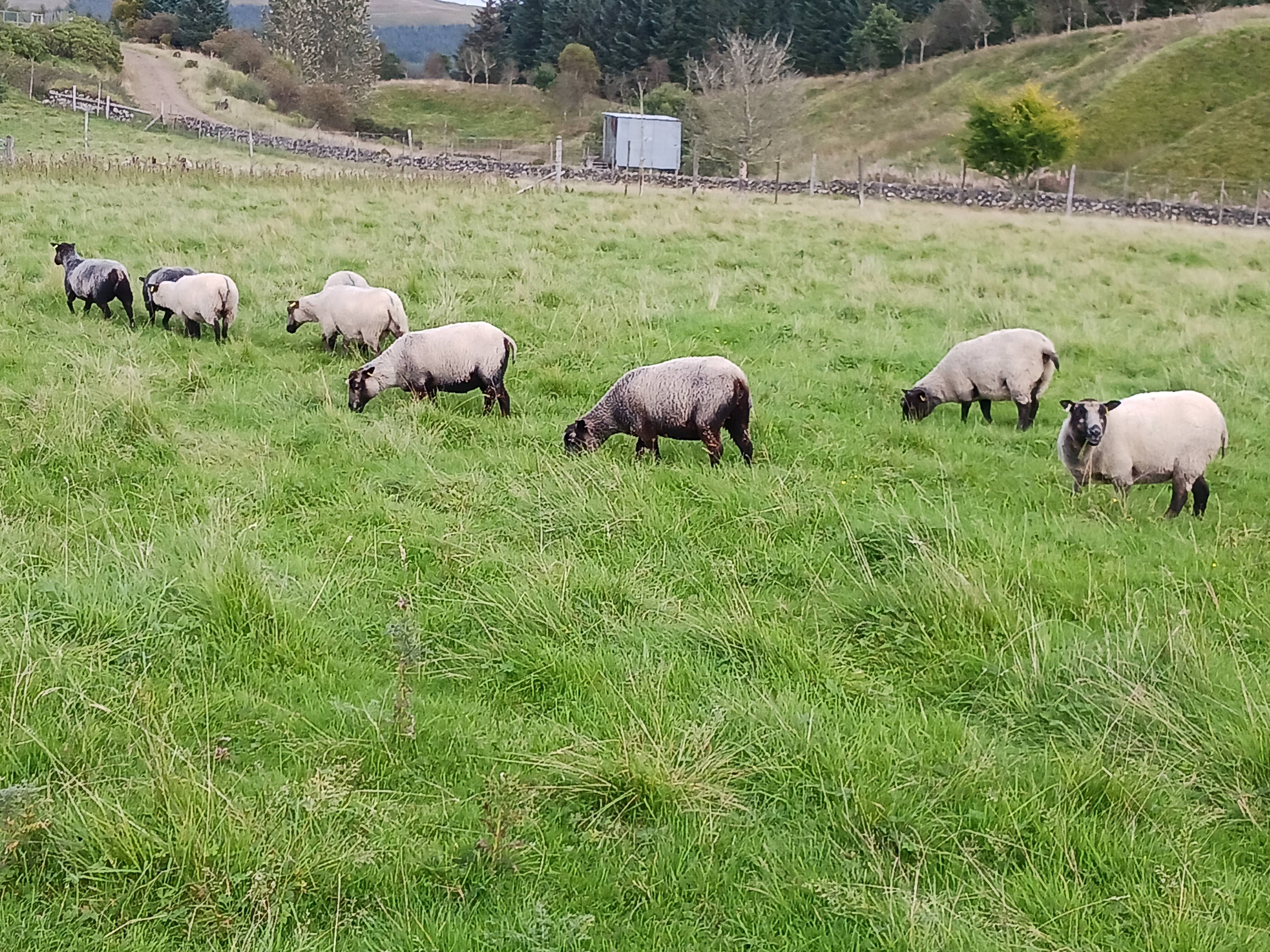 Gimmers and shearling tup for sale | Shetland Sheep Society