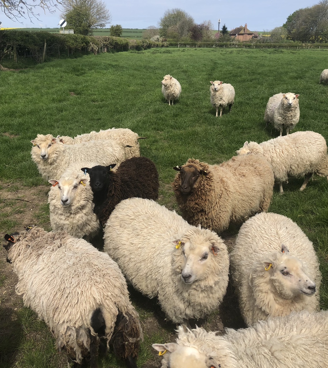 For Sale Shearling Gimmers | Shetland Sheep Society