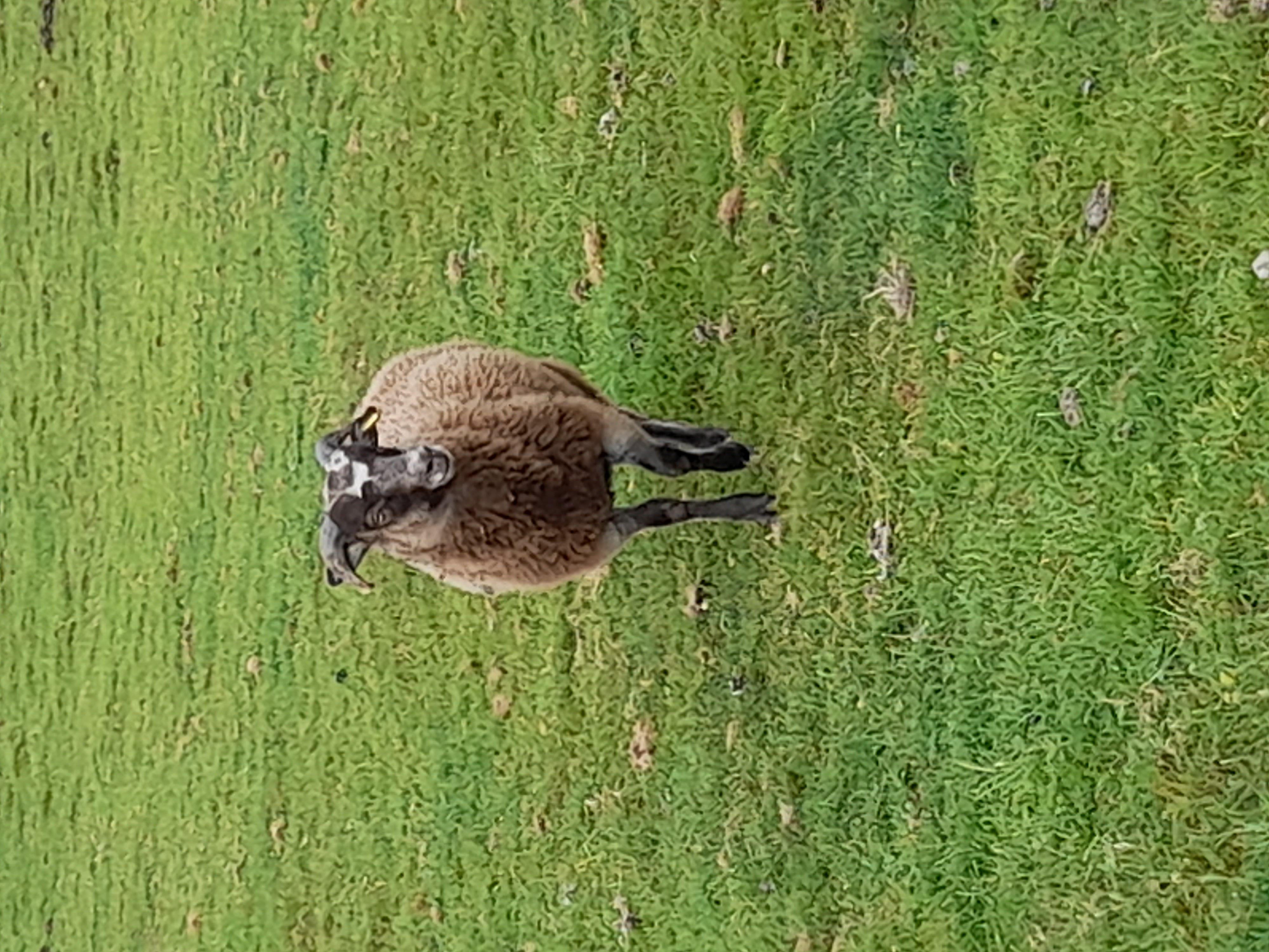 2 ram lamb looking for new homes | Shetland Sheep Society