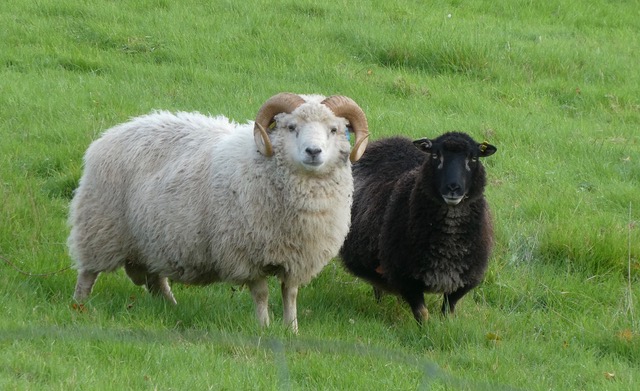 COLOURFUL SHETLANDS! | Shetland Sheep Society