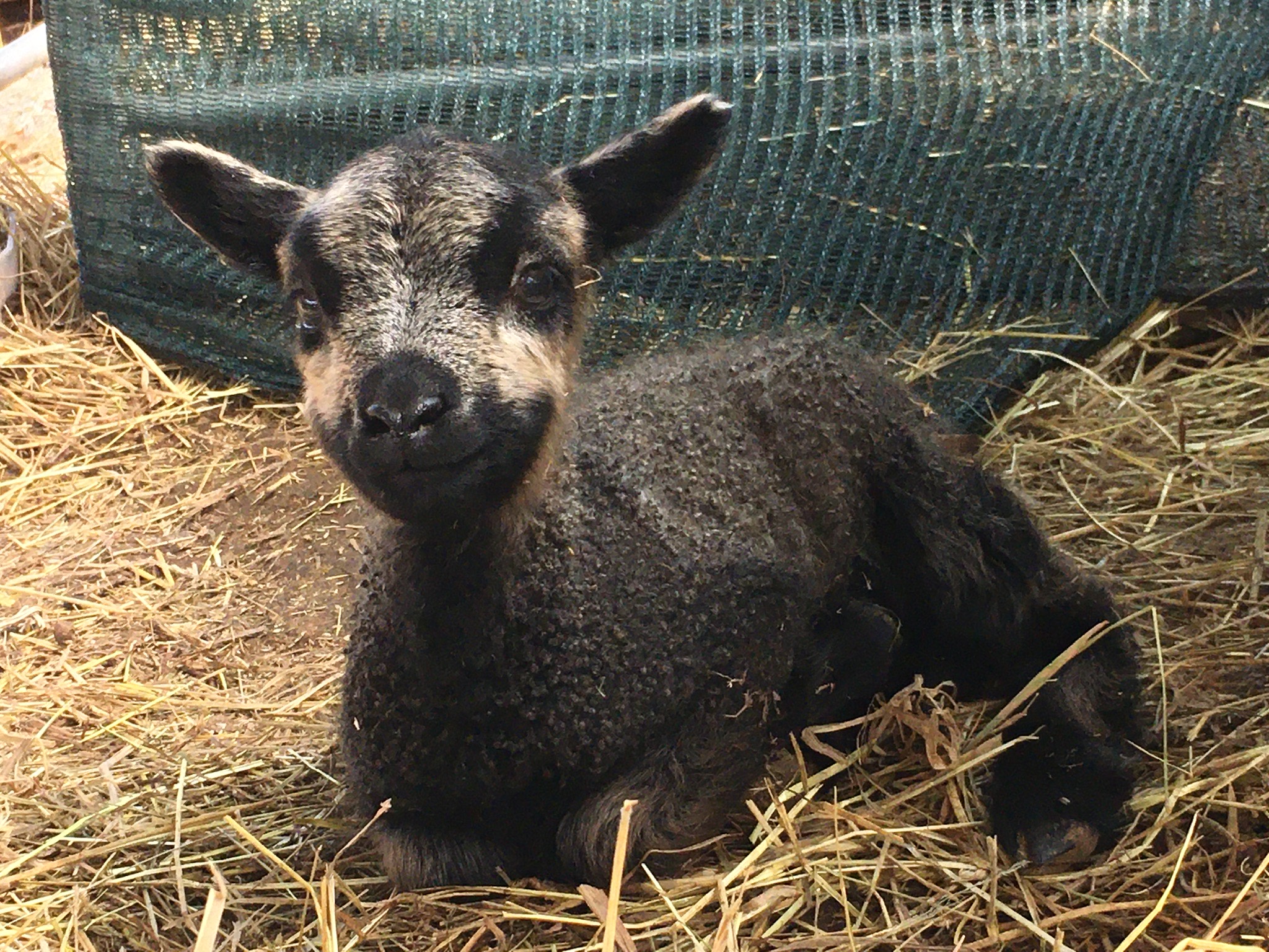 COLOURFUL SHETLANDS! | Shetland Sheep Society