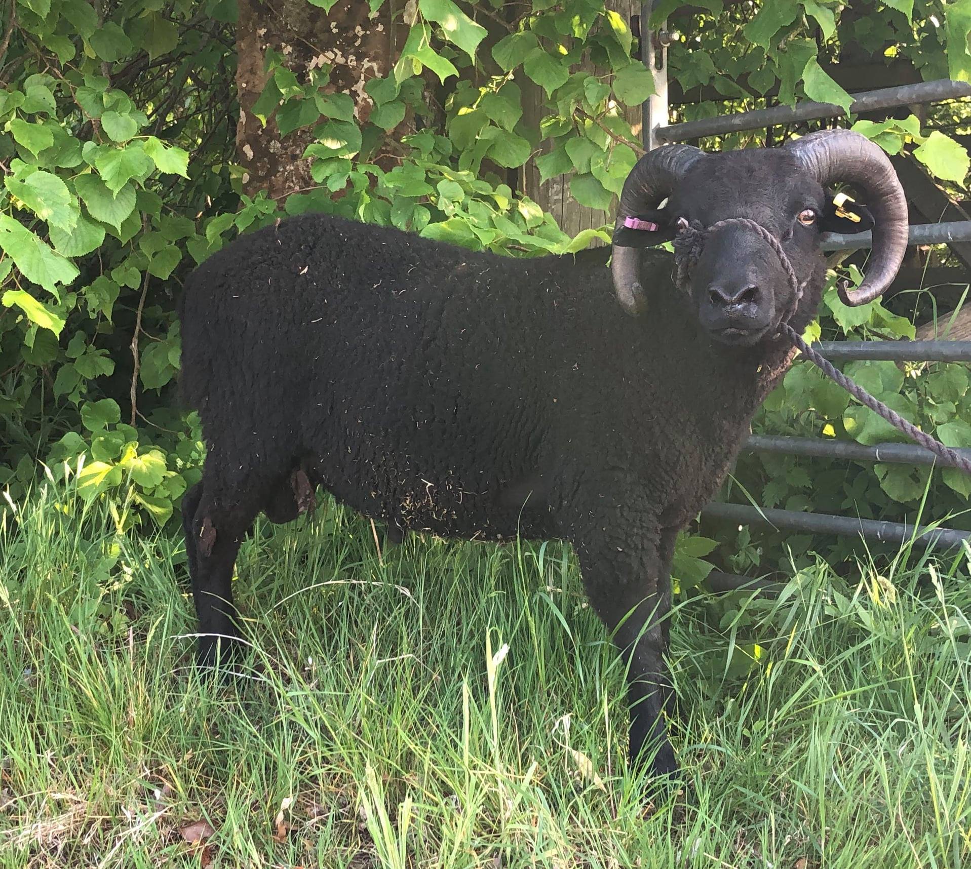Shearling Tups For Sale | Shetland Sheep Society