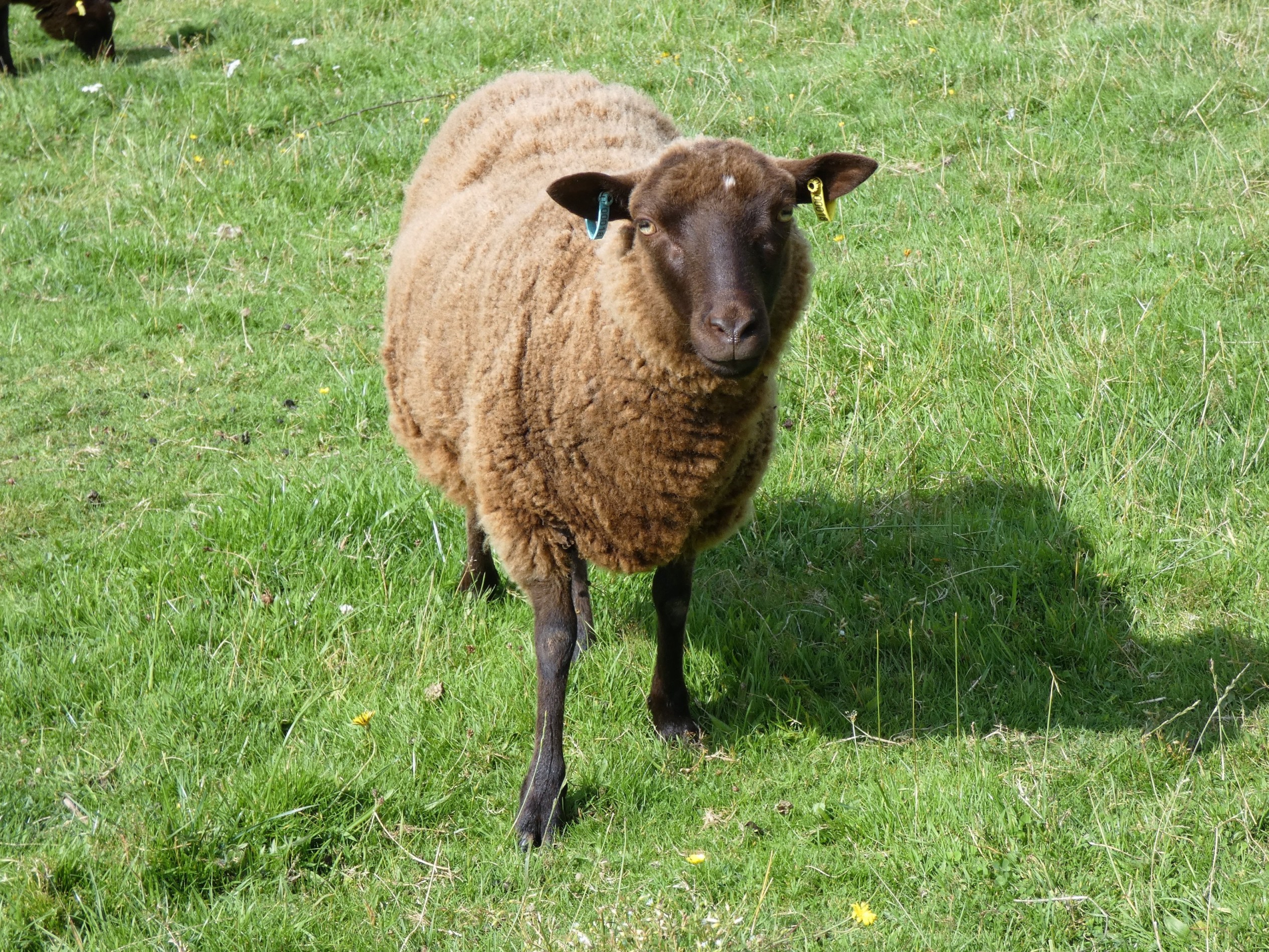 Shearlings and ewe lambs for sale | Shetland Sheep Society