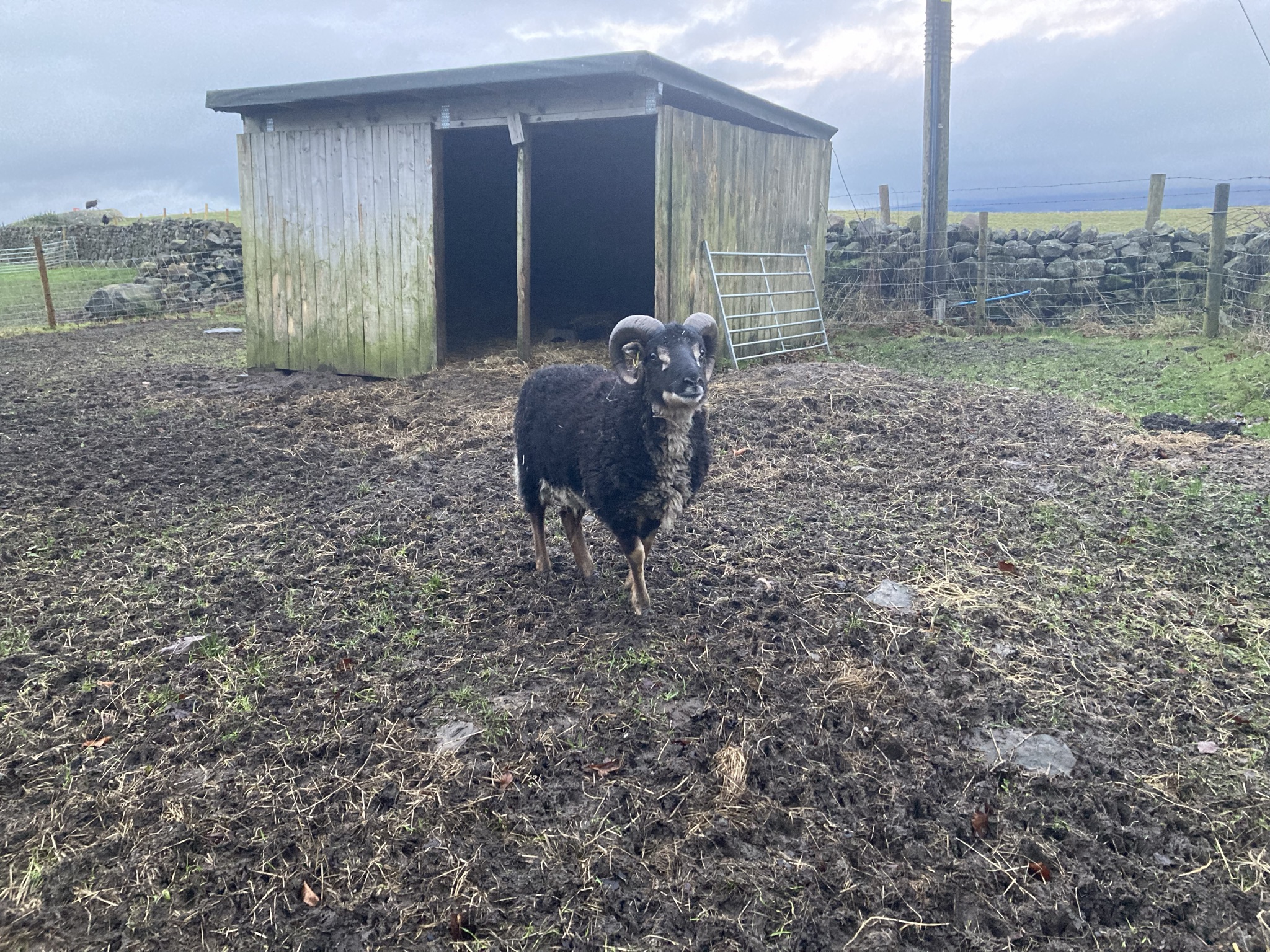 Breeding ram for sale. | Shetland Sheep Society