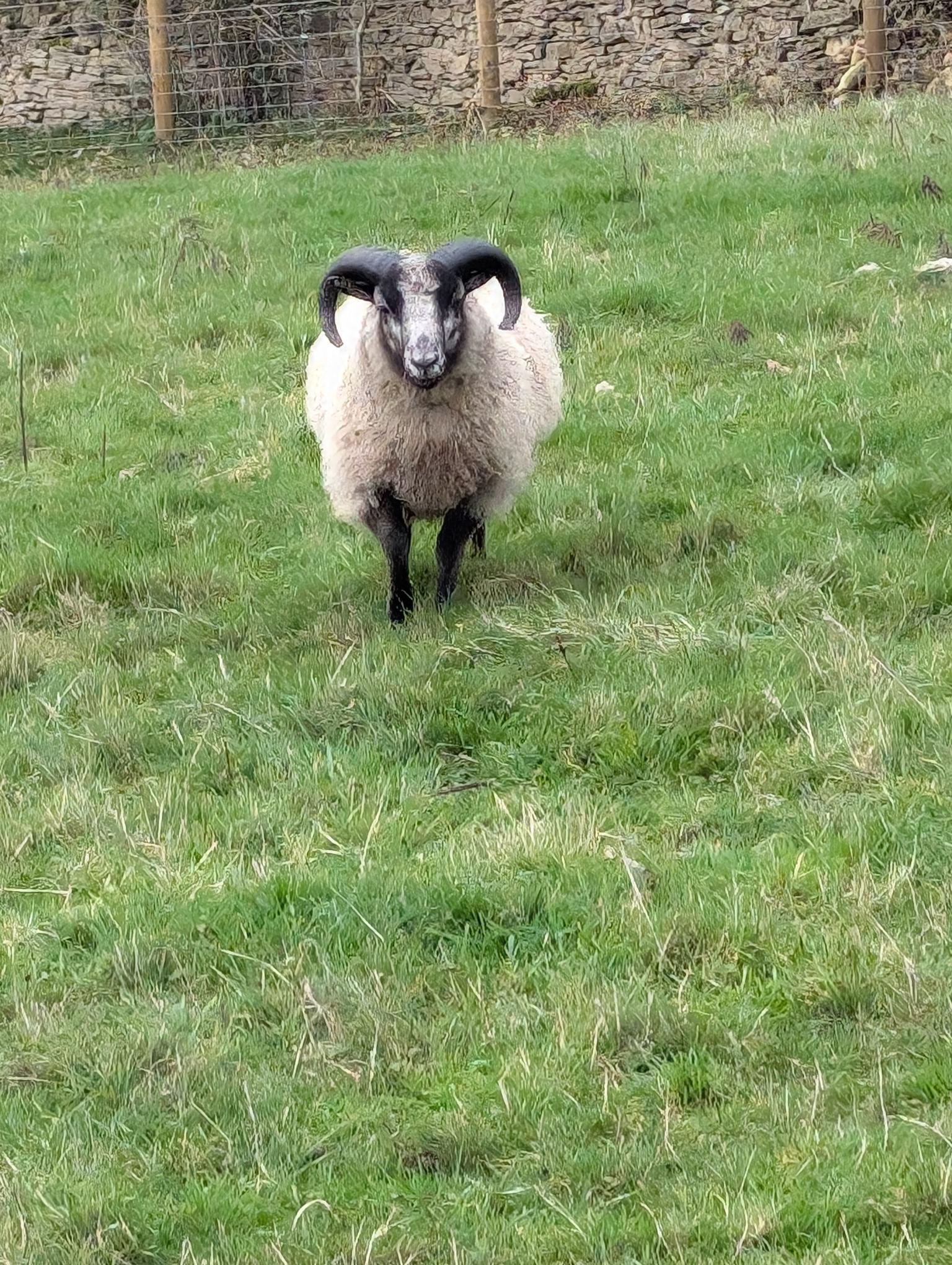 Sheep for Sale & Wanted | Marketplace | Shetland Sheep Society