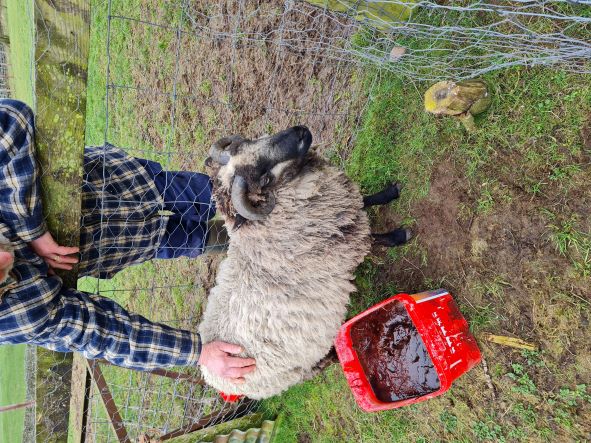 Shetland Ram Lamb for sale | Shetland Sheep Society