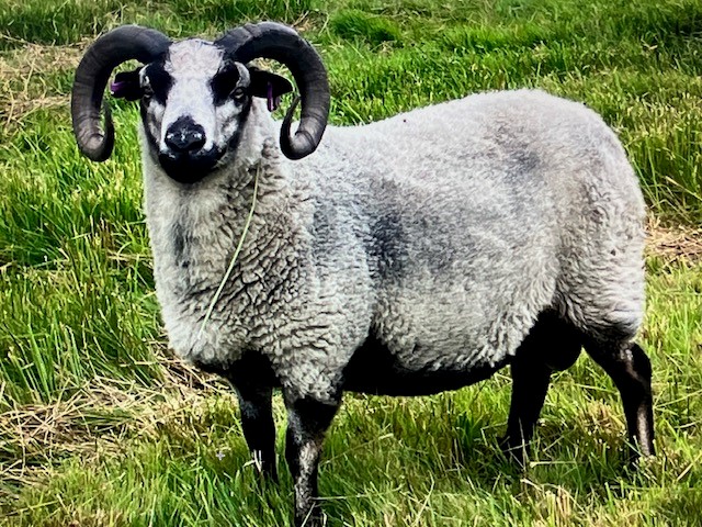 Proven tup for sale | Shetland Sheep Society