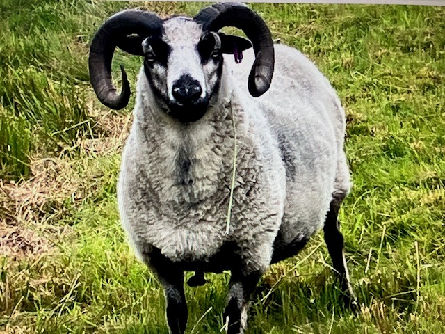 Proven tup for sale | Shetland Sheep Society