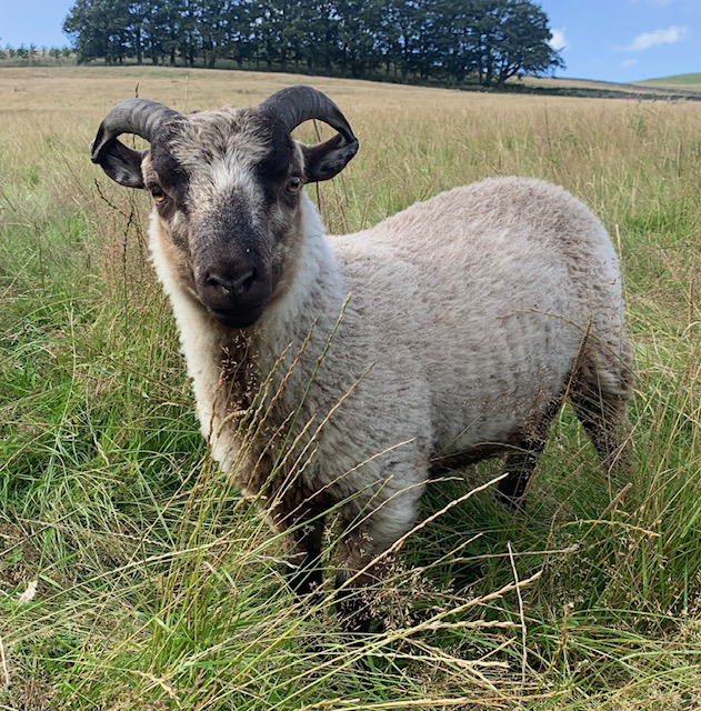 Variety of Tup Lambs (4-5months) | Shetland Sheep Society