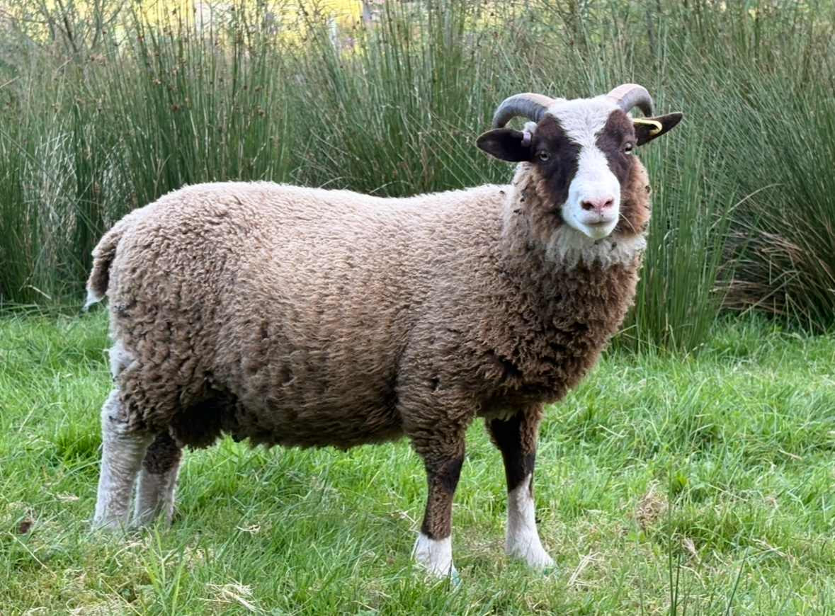3 Tup lambs for sale | Shetland Sheep Society