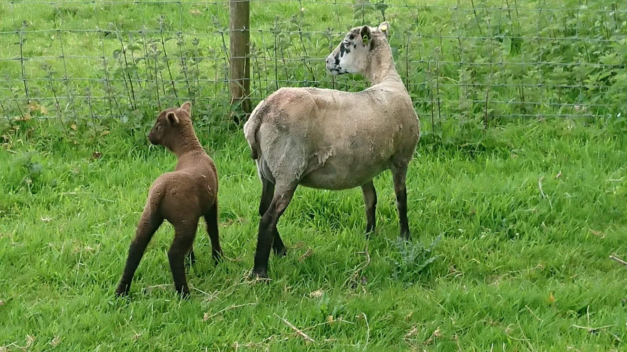 Harbourne Shetland Sheep | Shetland Sheep Society