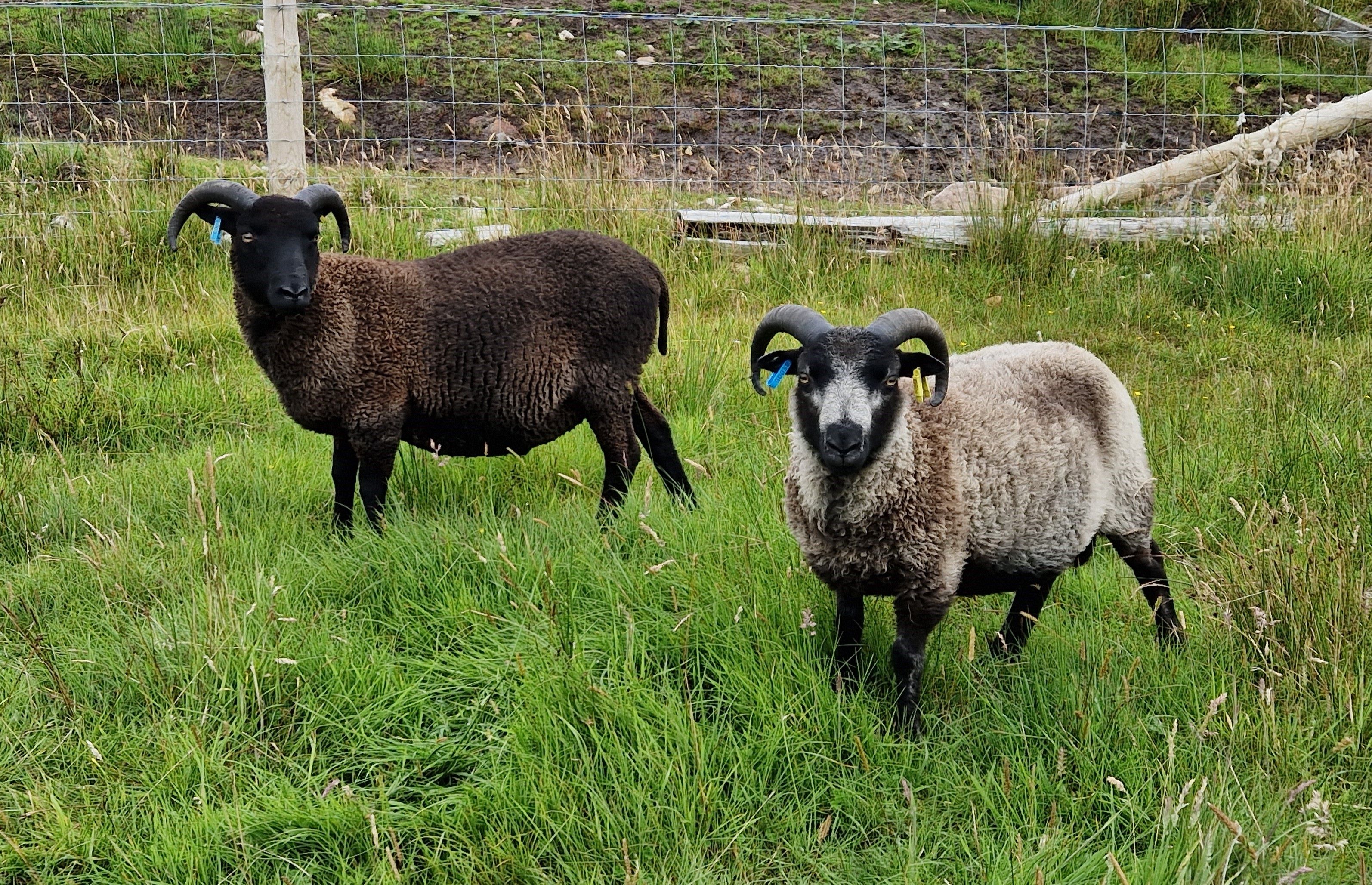 Two shearling rams for sale in the West Highlands | Shetland Sheep Society
