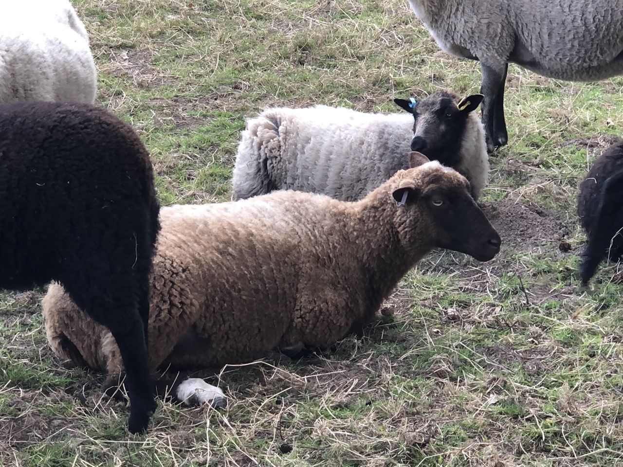 Pedigree registered shetland ewes and ewe lambs for sale | Shetland ...