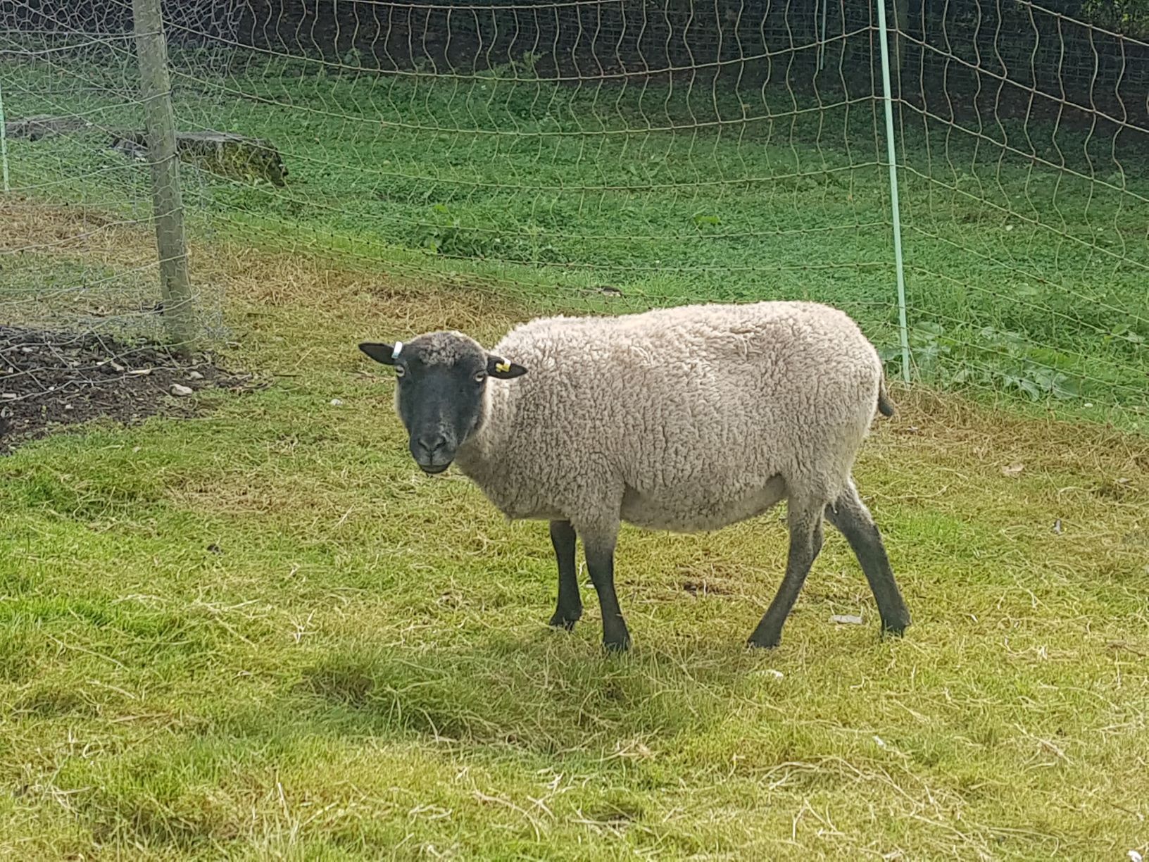 Selection of ewes for SALE | Shetland Sheep Society