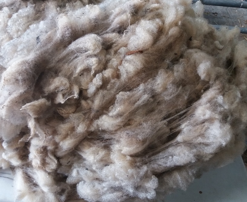 Shetland Sheep Fleeces & Rugs for sale | Shetland Sheep Society
