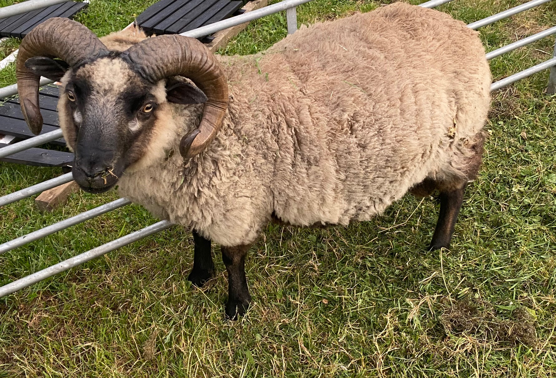 Pedigree Registered Ram | Shetland Sheep Society