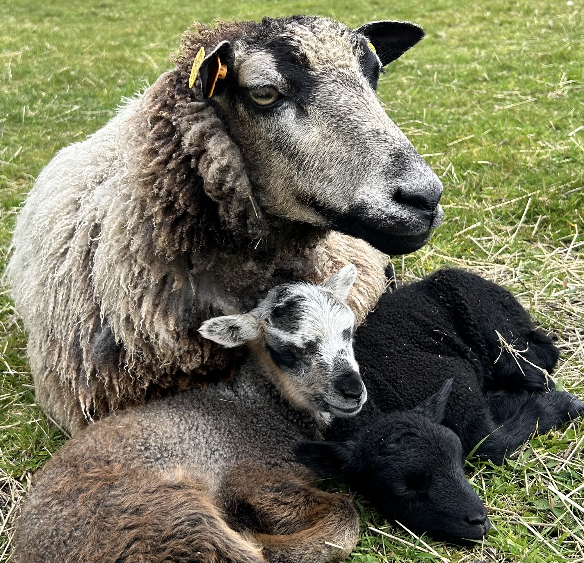 New Forest Flock | Shetland Sheep Society