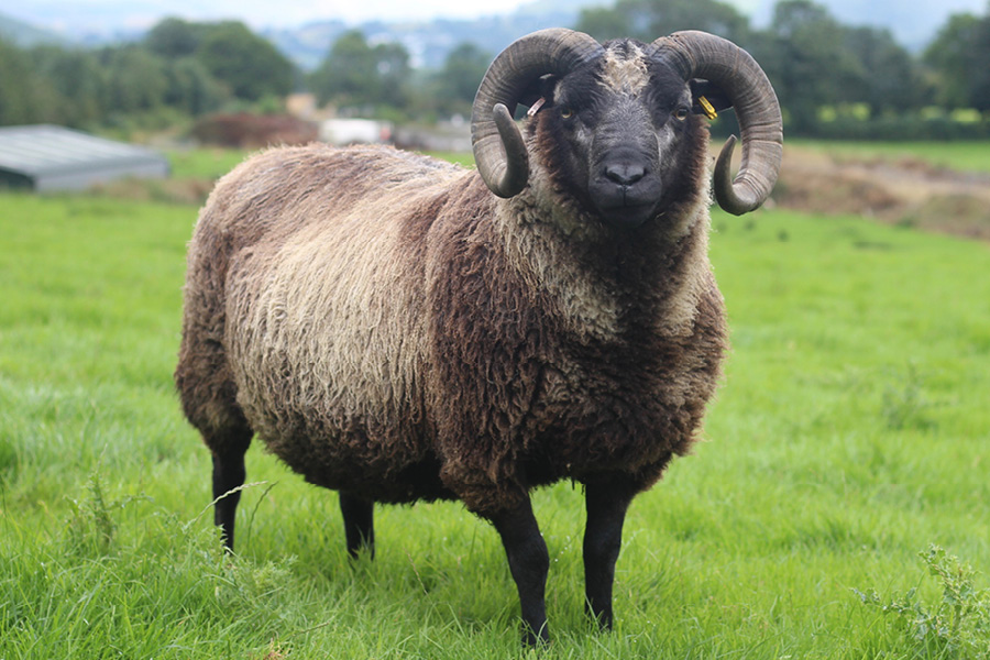 Derwent Flock | Shetland Sheep Society