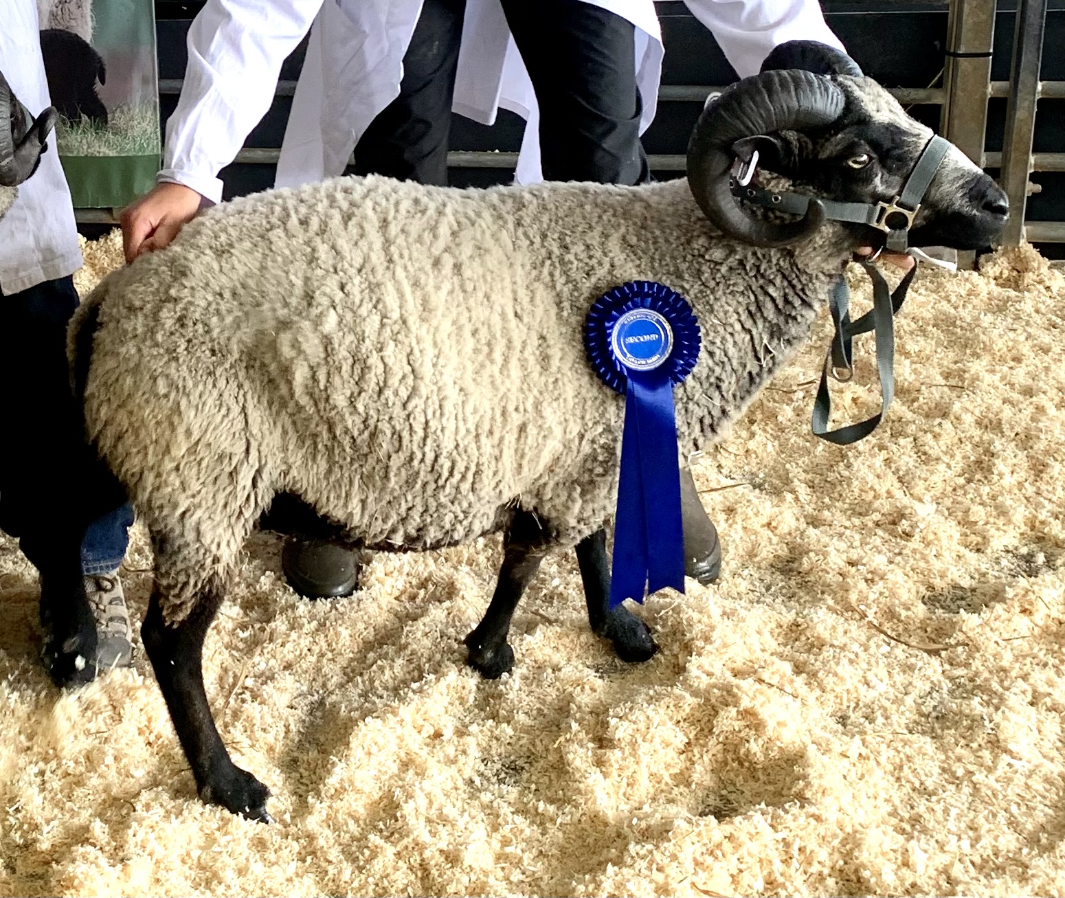 Shearling Rams for sale | Shetland Sheep Society