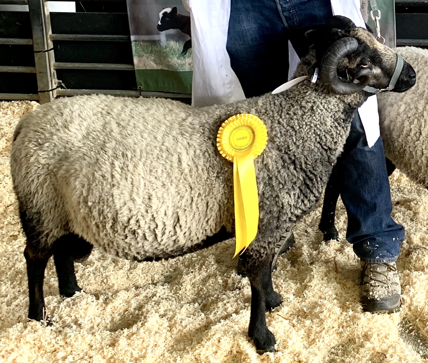 Shearling Rams for sale | Shetland Sheep Society