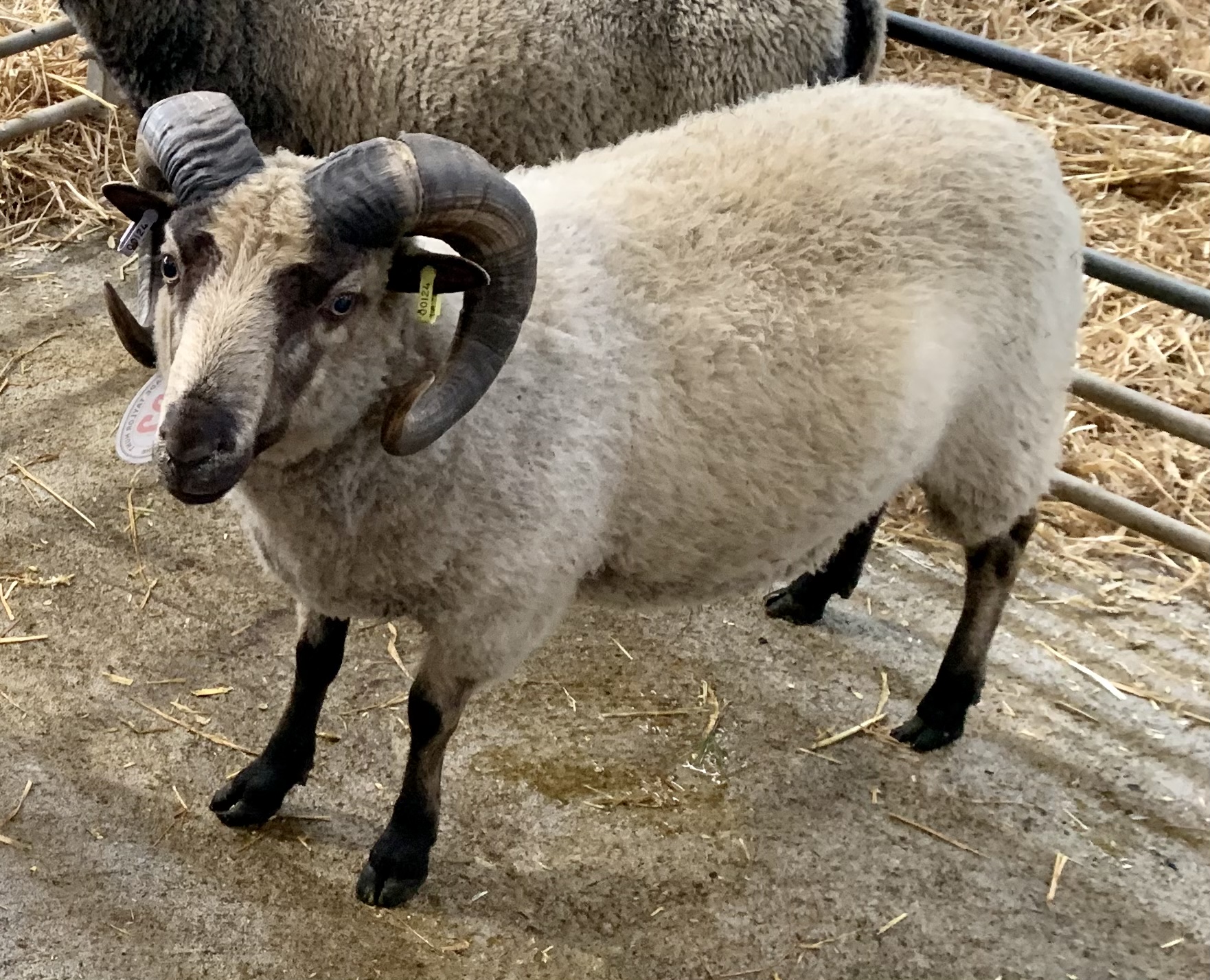 Shearling Rams for sale | Shetland Sheep Society
