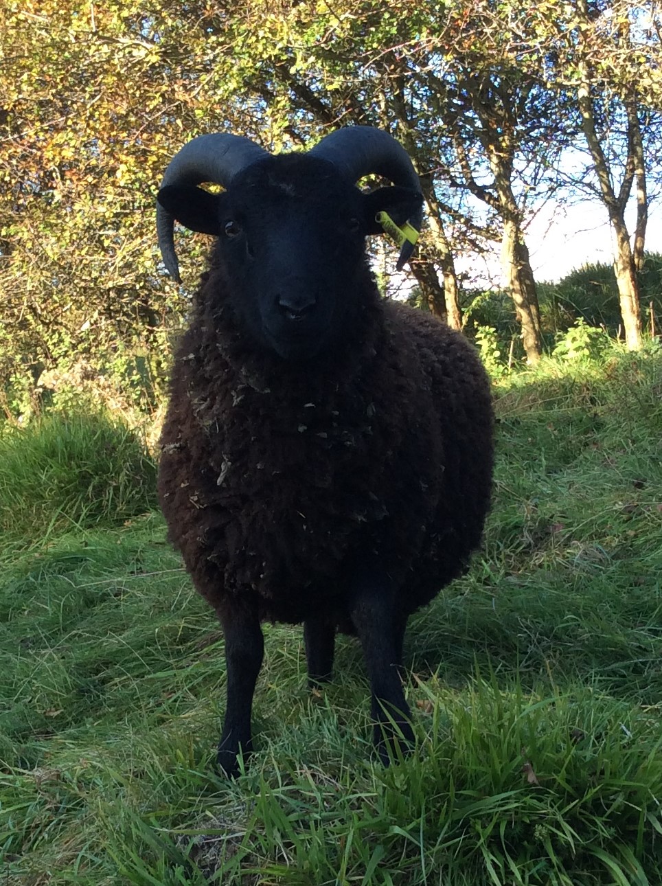 Shetland Ram Lambs | Shetland Sheep Society