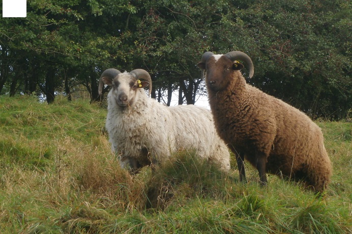 Shetland Ram Lambs | Shetland Sheep Society