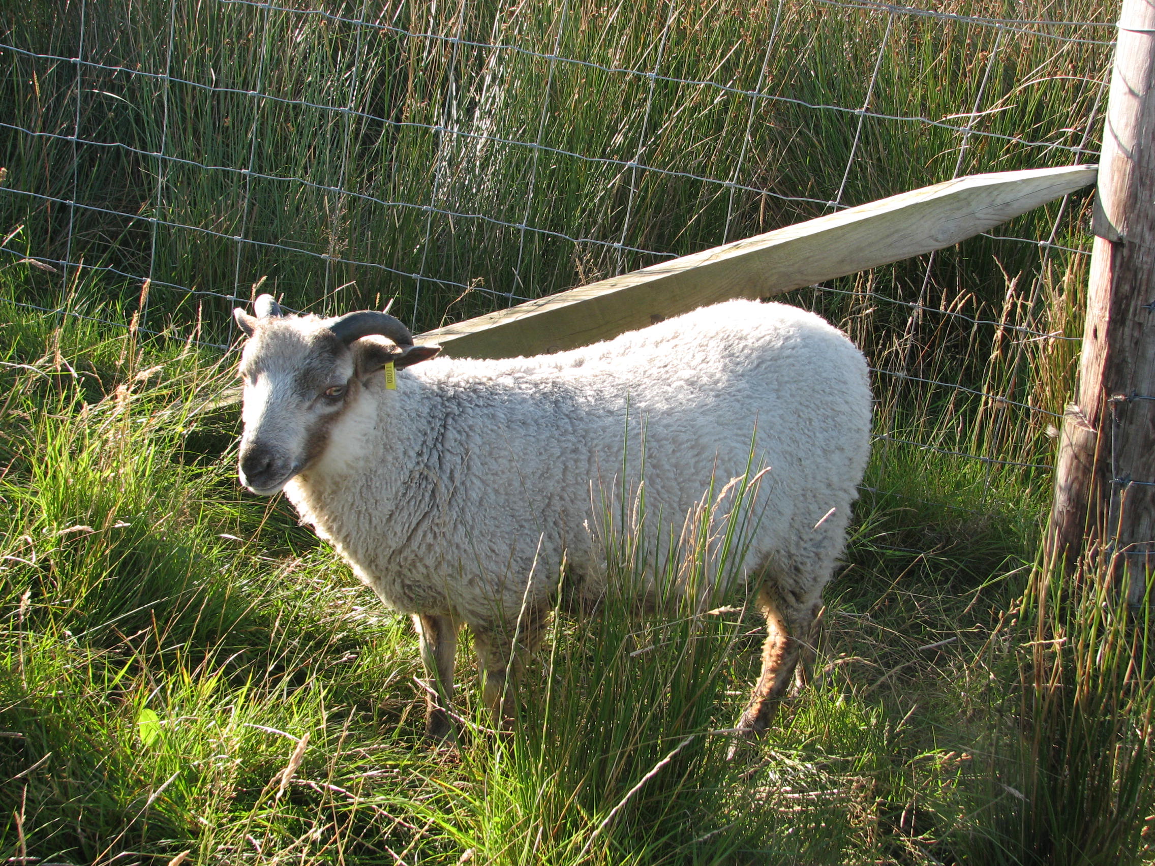 Two ram lambs for sale in the Highlands | Shetland Sheep Society