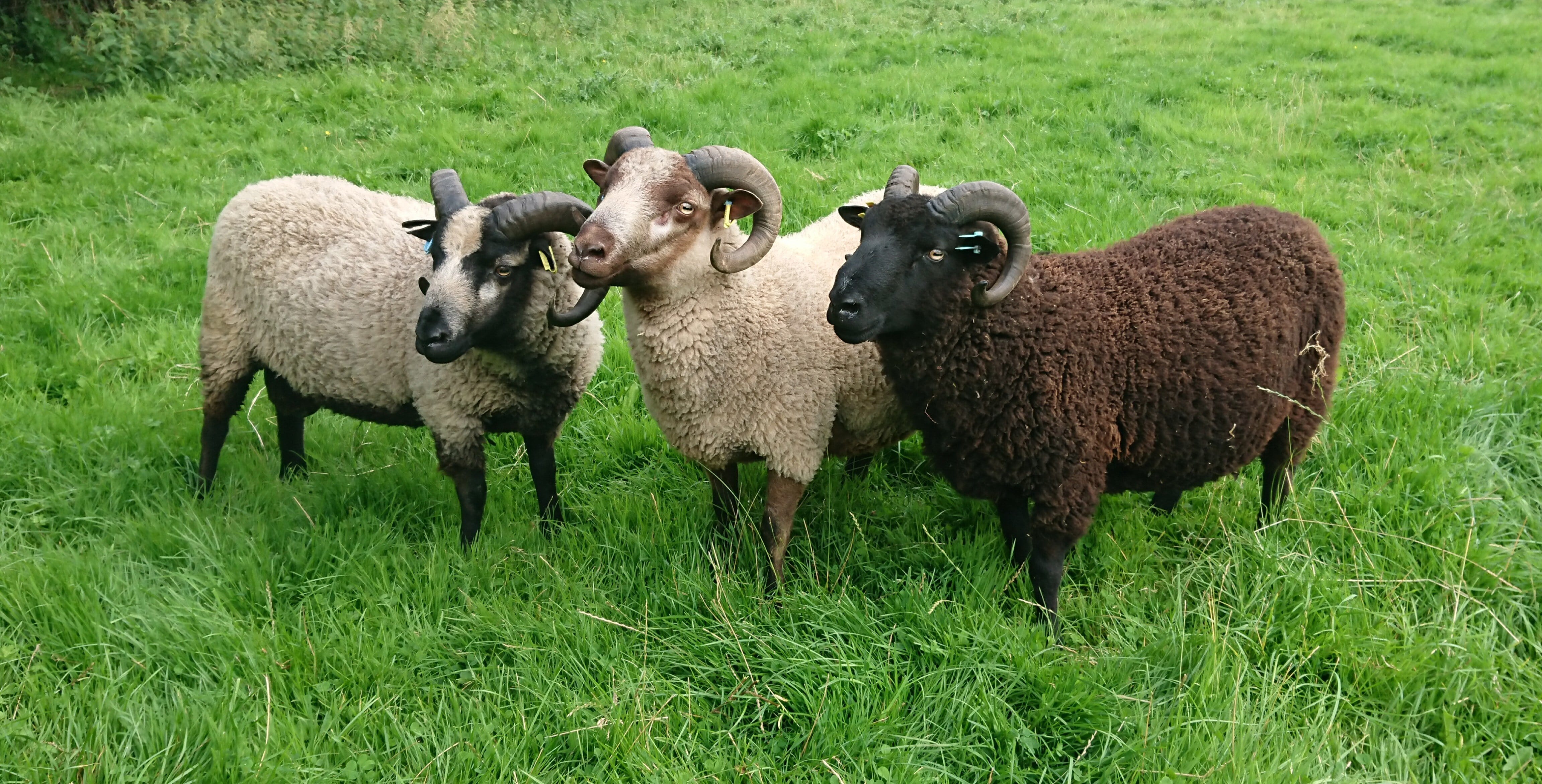 Registered Shearling Rams For Sale | Shetland Sheep Society