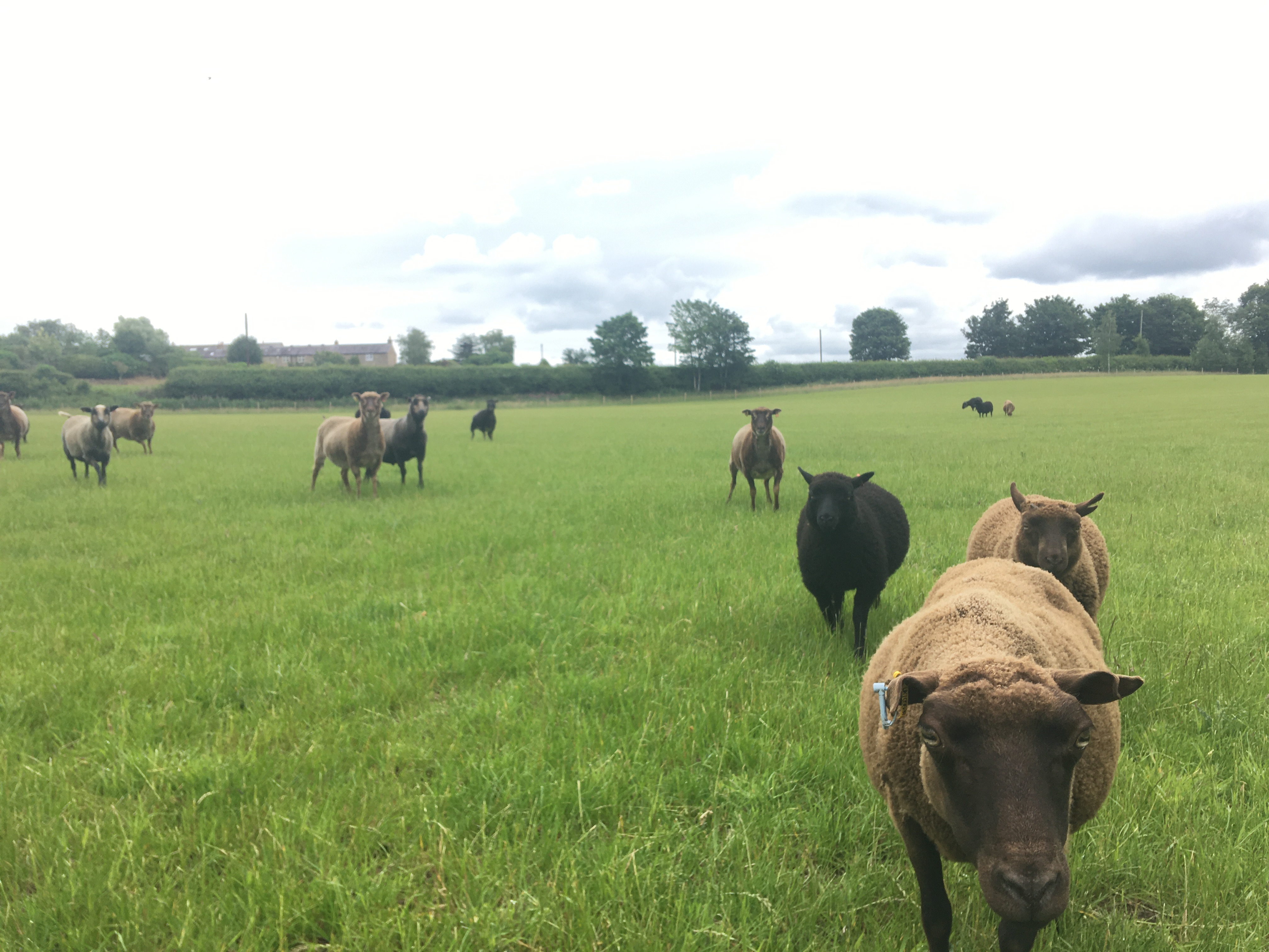 Corstopitum Flock | Shetland Sheep Society