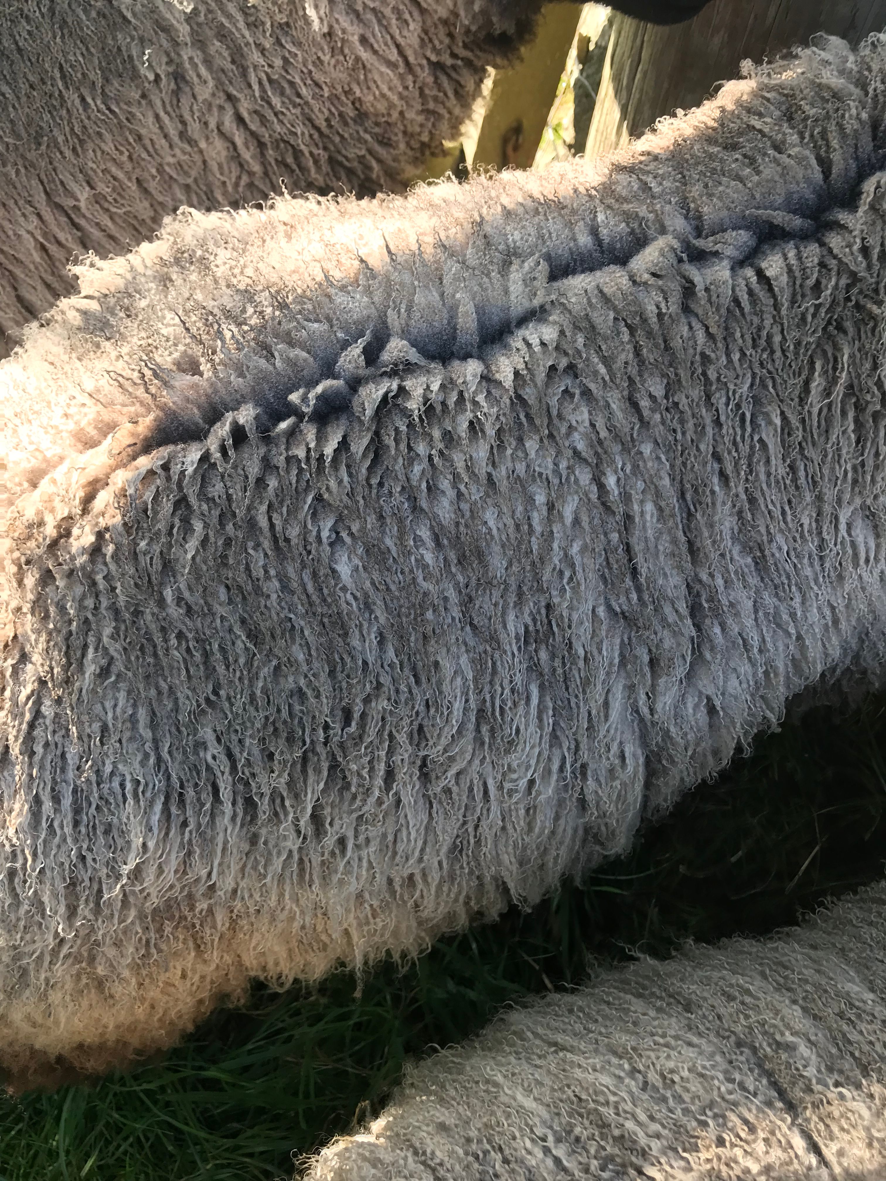 Ram lambs | Shetland Sheep Society