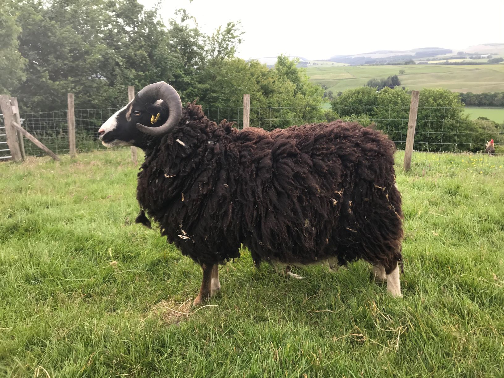 2 Registered Tups for sale | Shetland Sheep Society