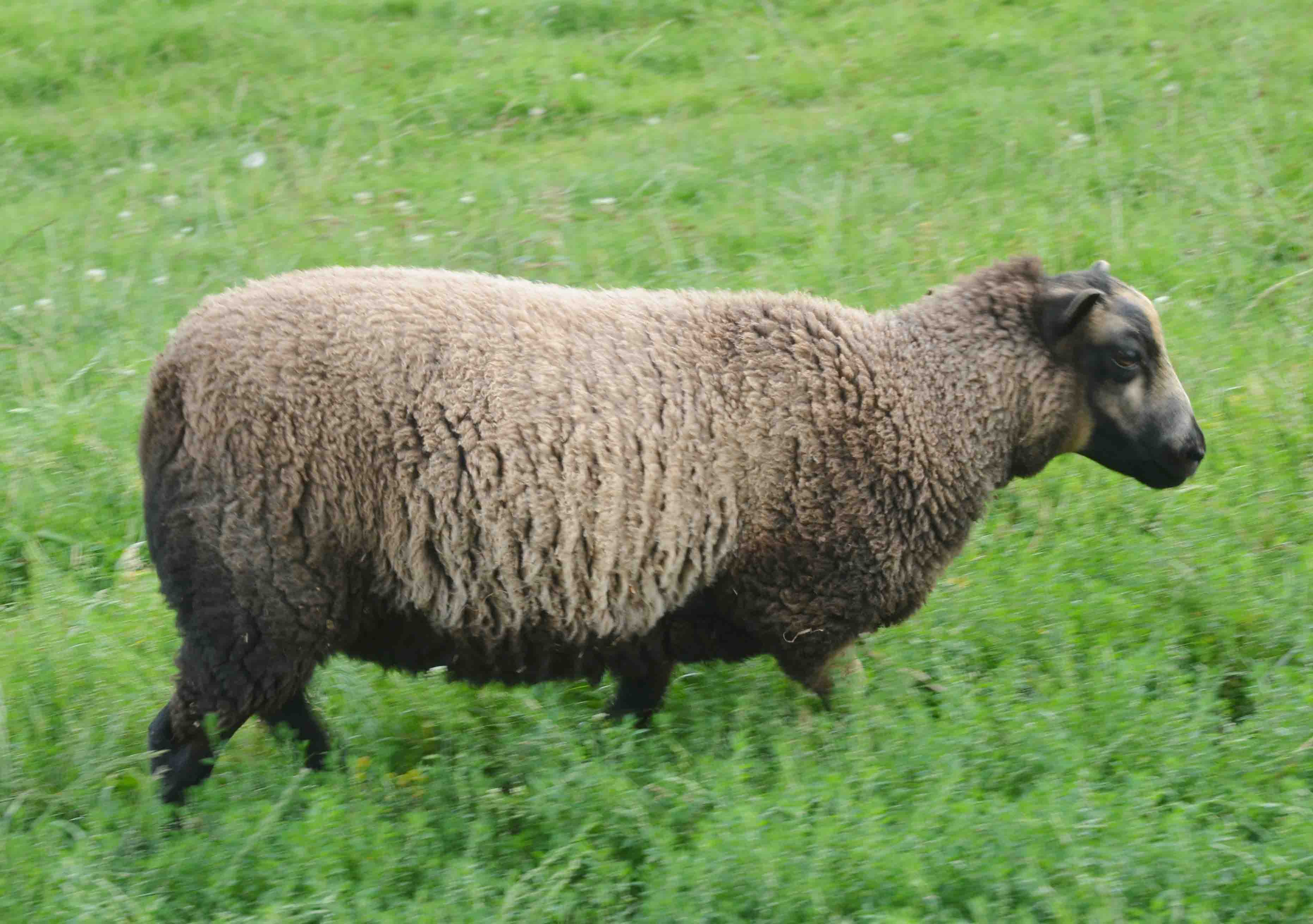 Katmoget ewe lambs for sale | Shetland Sheep Society