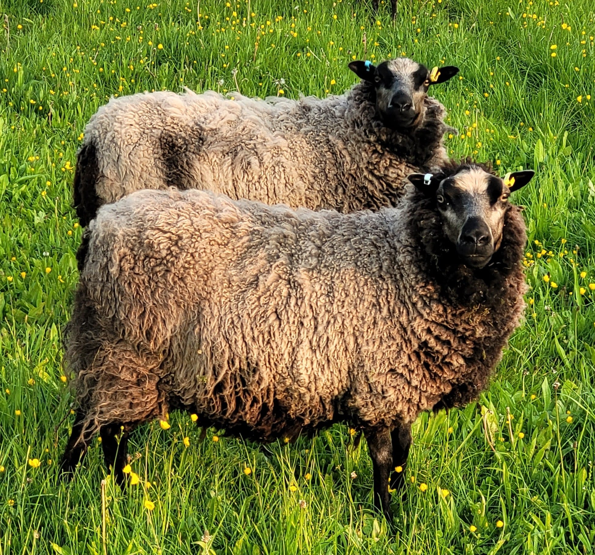 A selection of Shetland ewes and rams for sale | Shetland Sheep Society