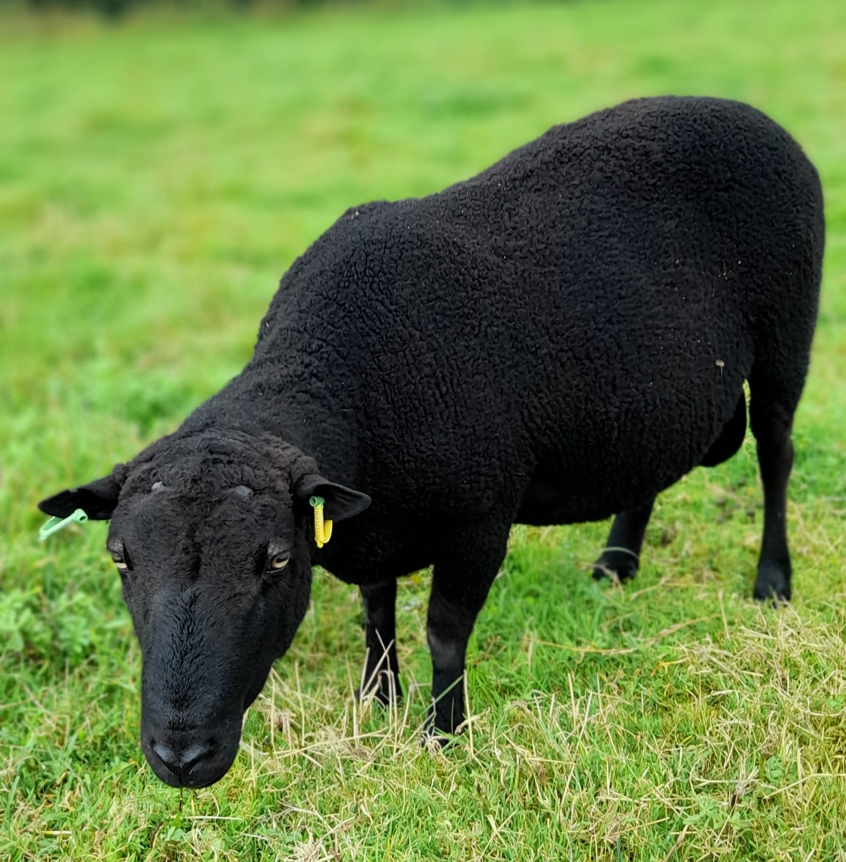 POLLED BLACK RAM | Shetland Sheep Society