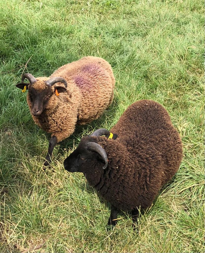 For Sale Ram Lambs | Shetland Sheep Society
