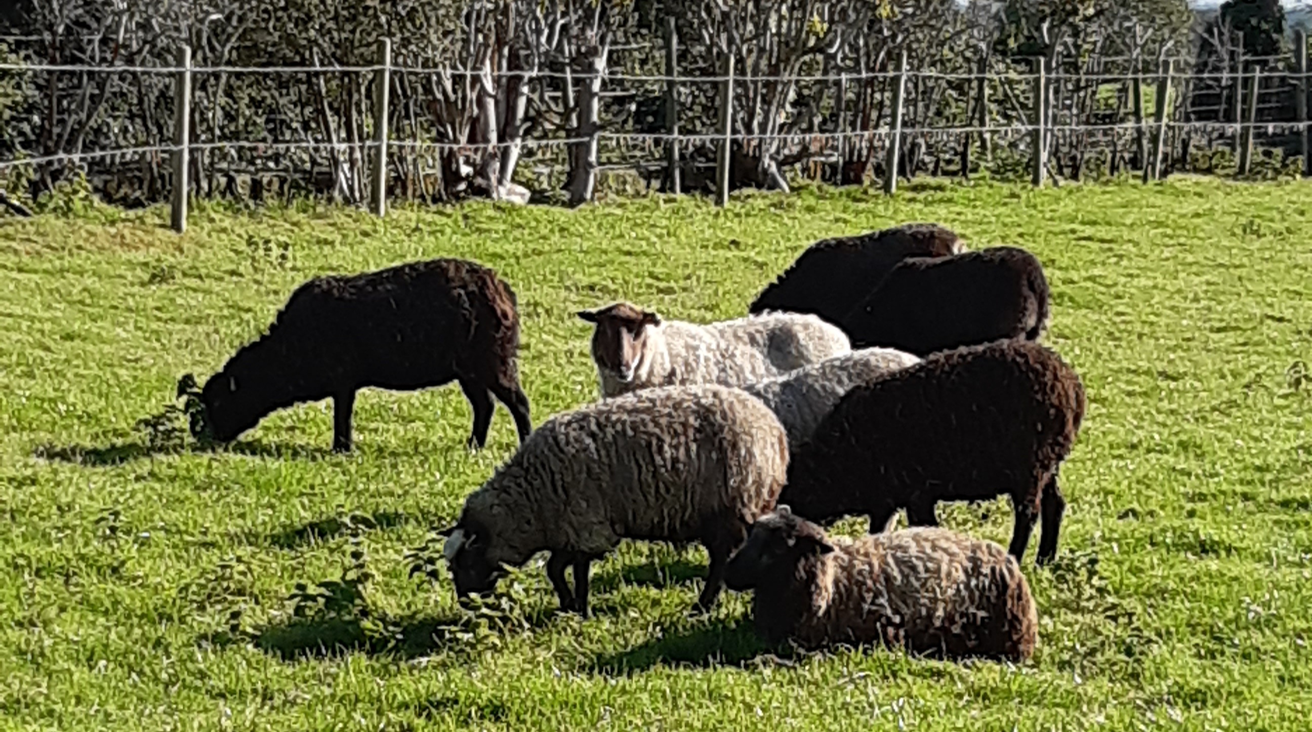 Pineview Shetland sheep | Shetland Sheep Society