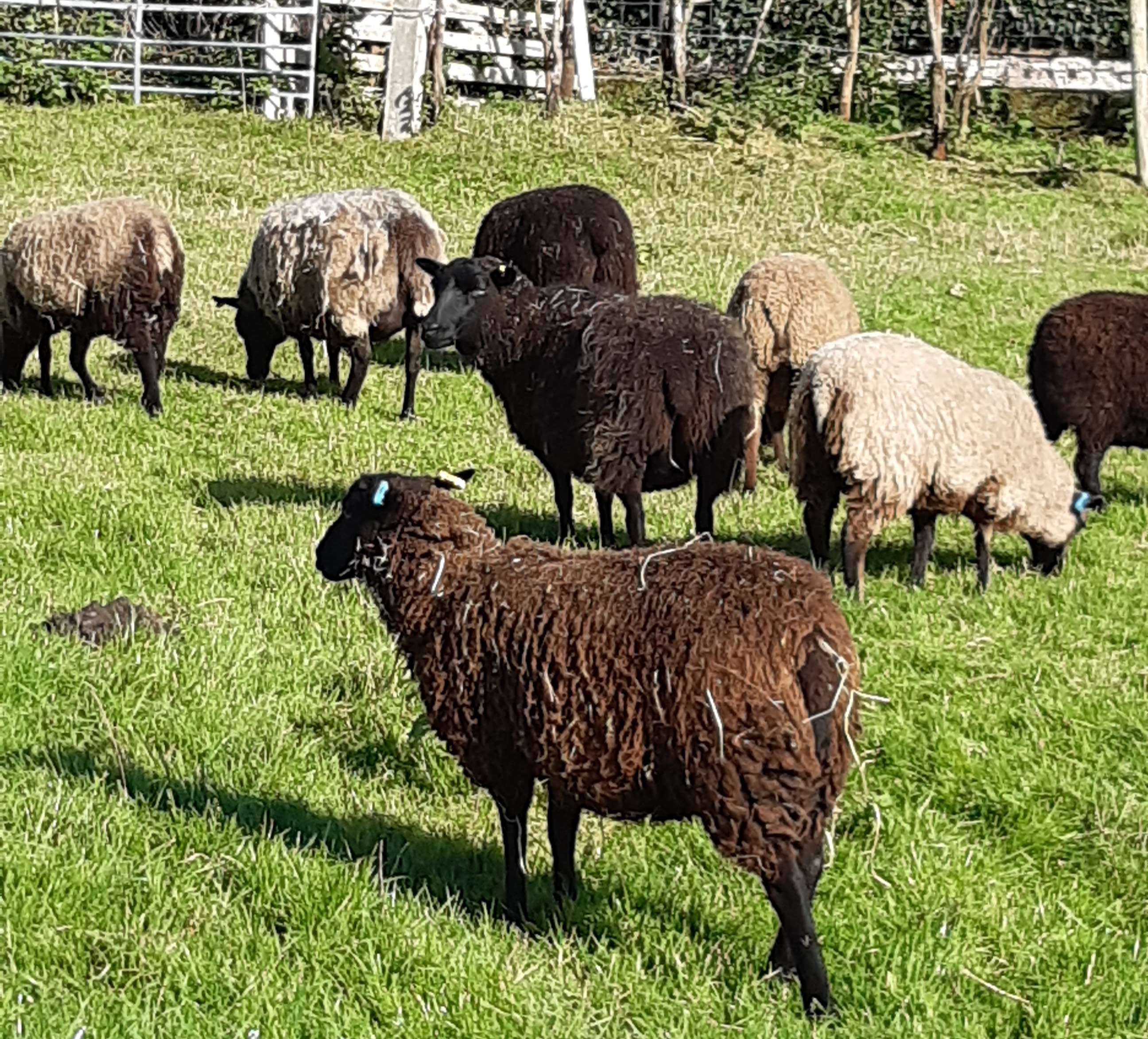 Pineview Shetland sheep | Shetland Sheep Society